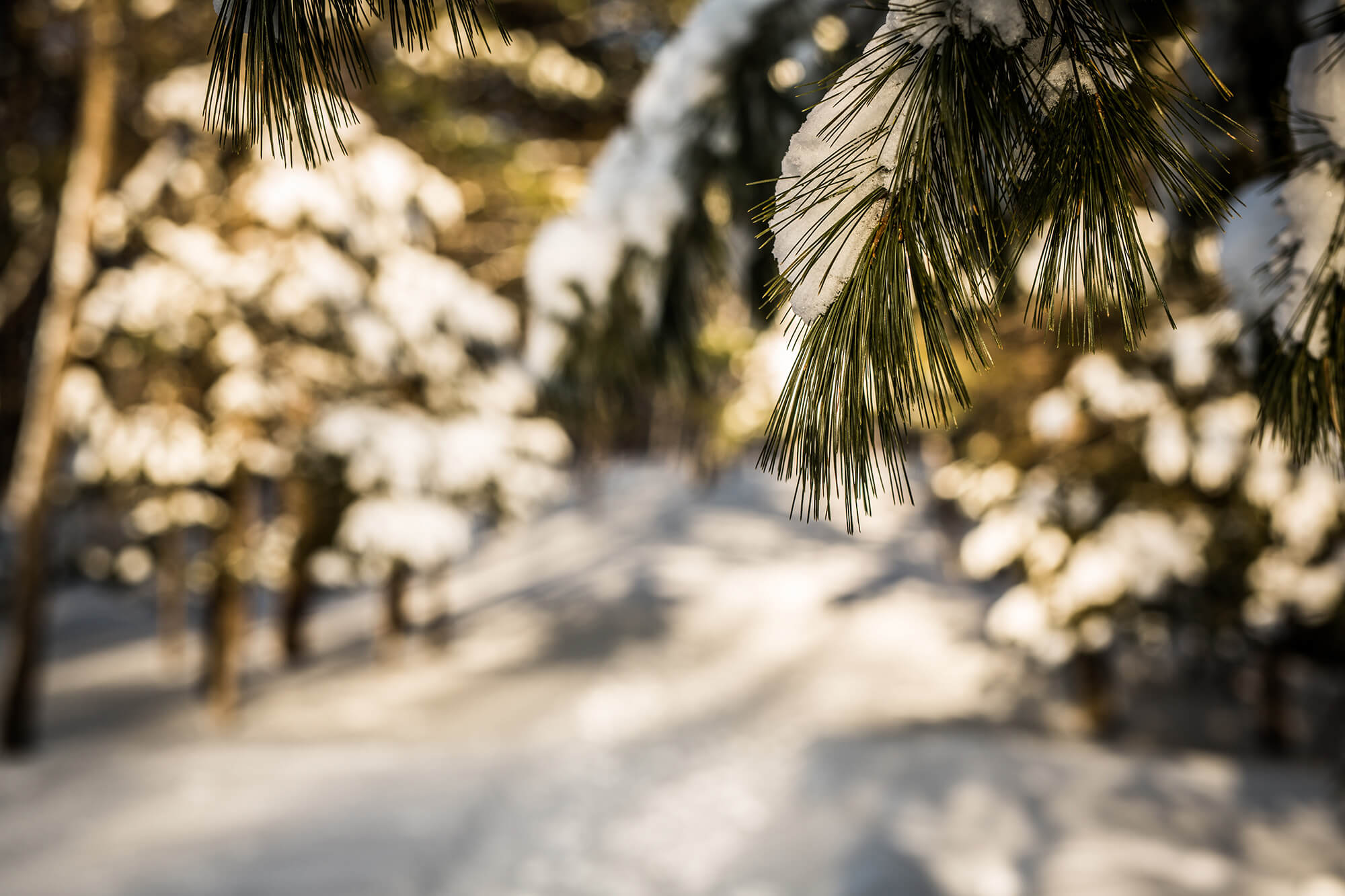 Ville de East Angus - Ma ville ma vie